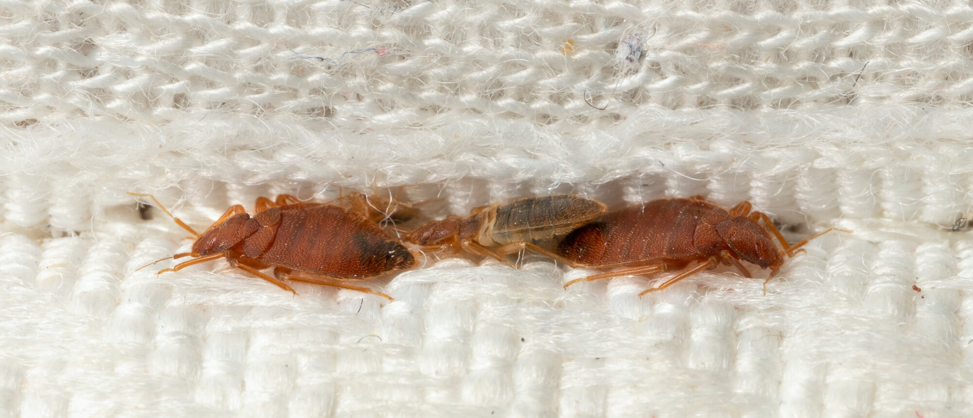 Bettwanzen Plage in Frankreich